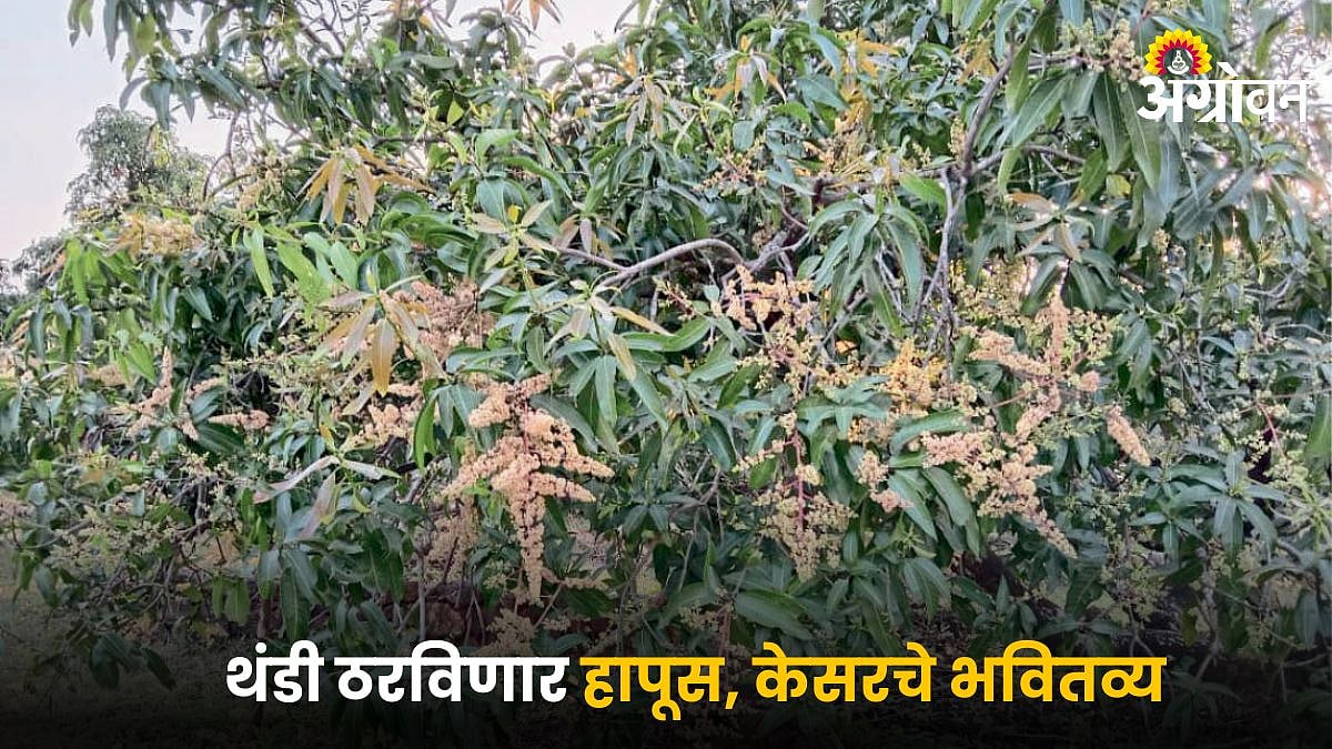 Mango Season | थंडी ठरविणार हापूस, केसरचे भवितव्य | Winter to Decide ...