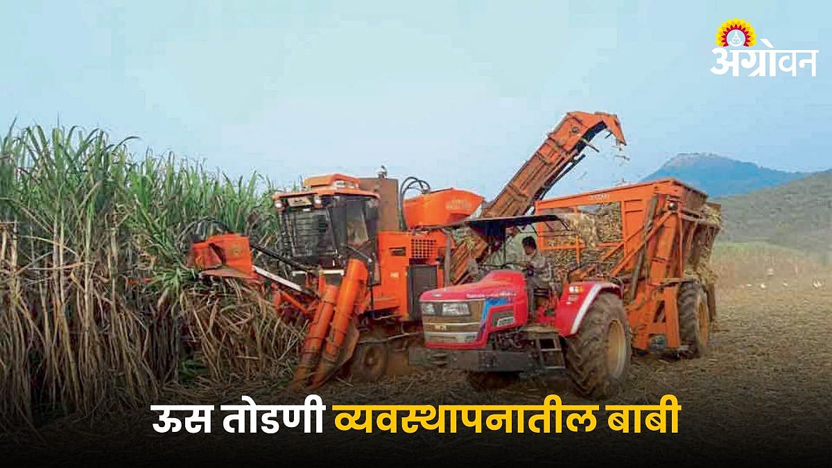 Sugarcane Harvesting | ऊस तोडणी व्यवस्थापनातील बाबी | Sugarcane ...