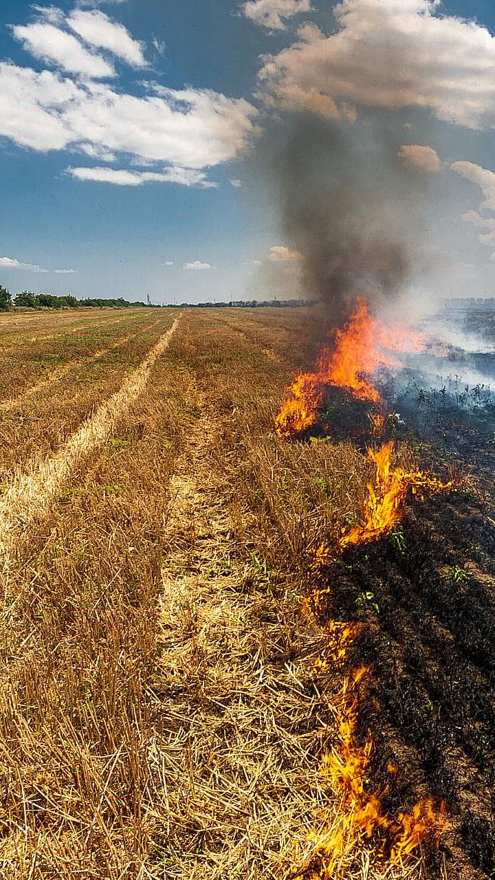 Stubble Burning : शेतातील काडीकचरा, पिकांचे अवशेष जाळाल तर दंड भराल|You ...