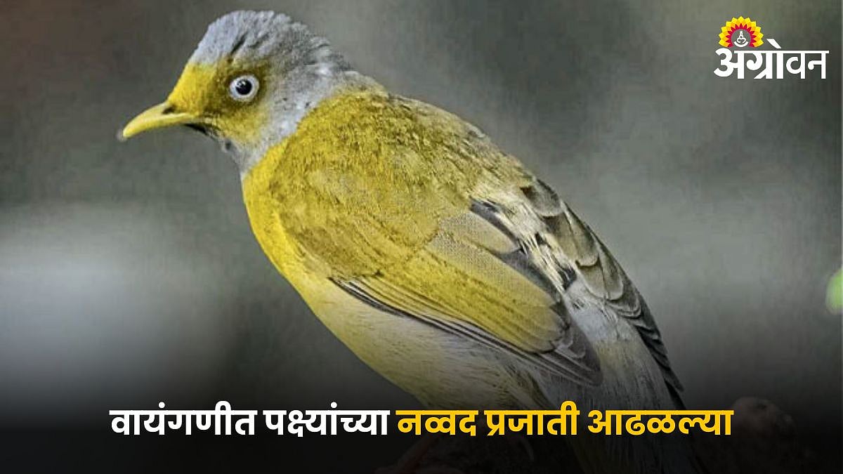 Bird Species | वायंगणीत पक्ष्यांच्या नव्वद प्रजाती आढळल्या | Ninety ...