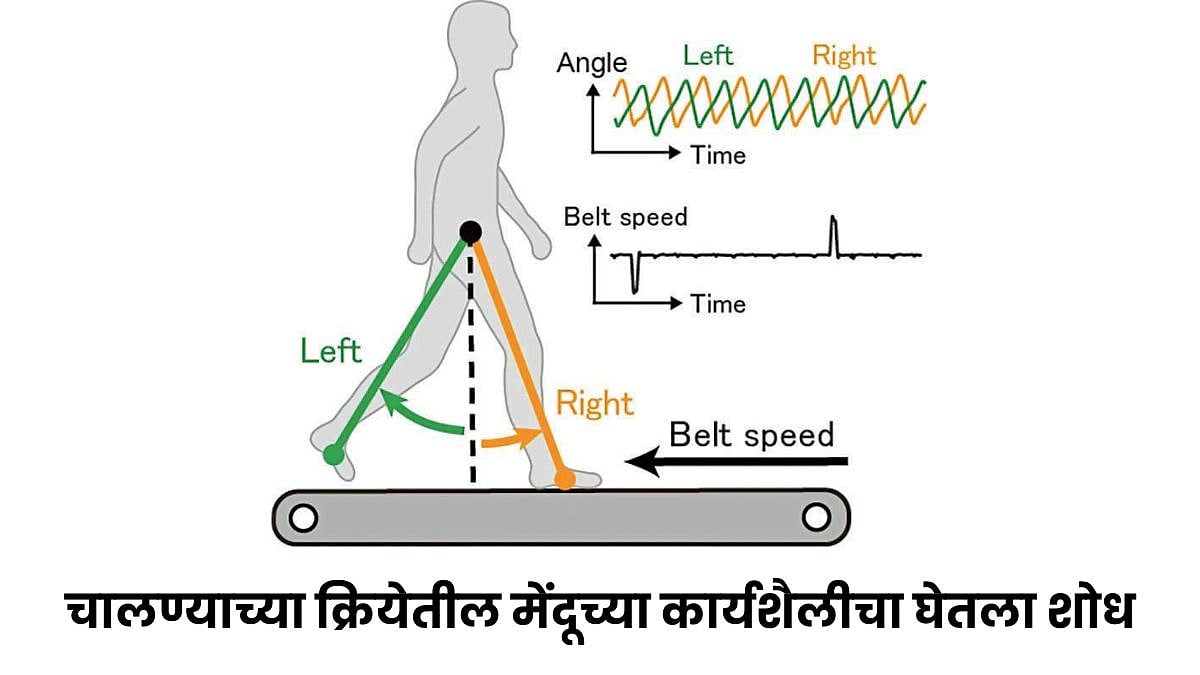 Neuroscience Walking Study | चालण्याच्या क्रियेतील मेंदूच्या ...