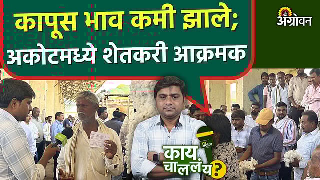 Agrowon - Latest Agriculture News in Marathi | कृषीविषयक बातम्या