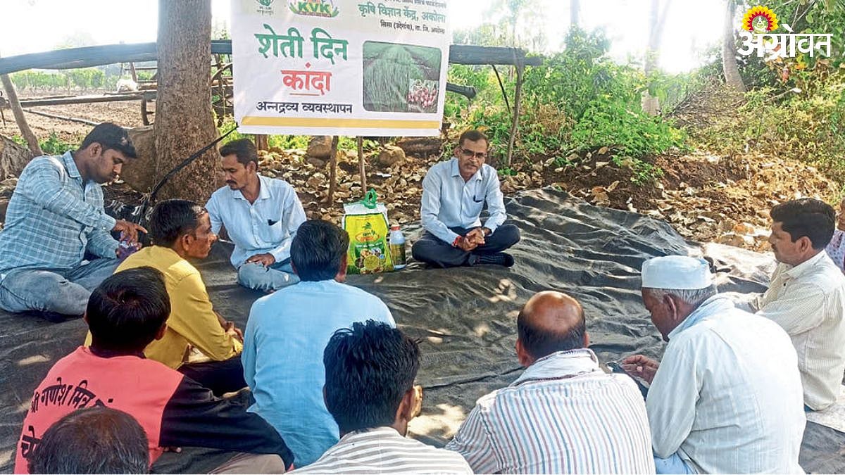 Onion Management । दर्जेदार कांदा उत्पादनासाठी अन्नद्रव्य, पाणी ...