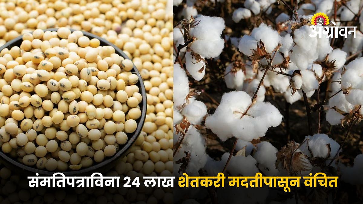Farmer Issue | संमतिपत्राविना २४ लाख शेतकरी मदतीपासून वंचित | 24 lakh ...