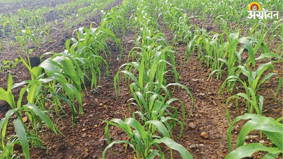 Rabi Season 2024 । कोल्हापूर जिल्ह्यात ५ हजार हेक्टरवर रब्बीची पेरणी ...