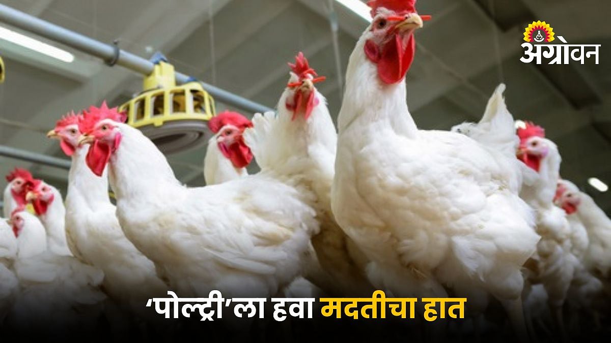 Poultry Farming | ‘पोल्ट्री’ला हवा मदतीचा हात | Need a helping hand for ...