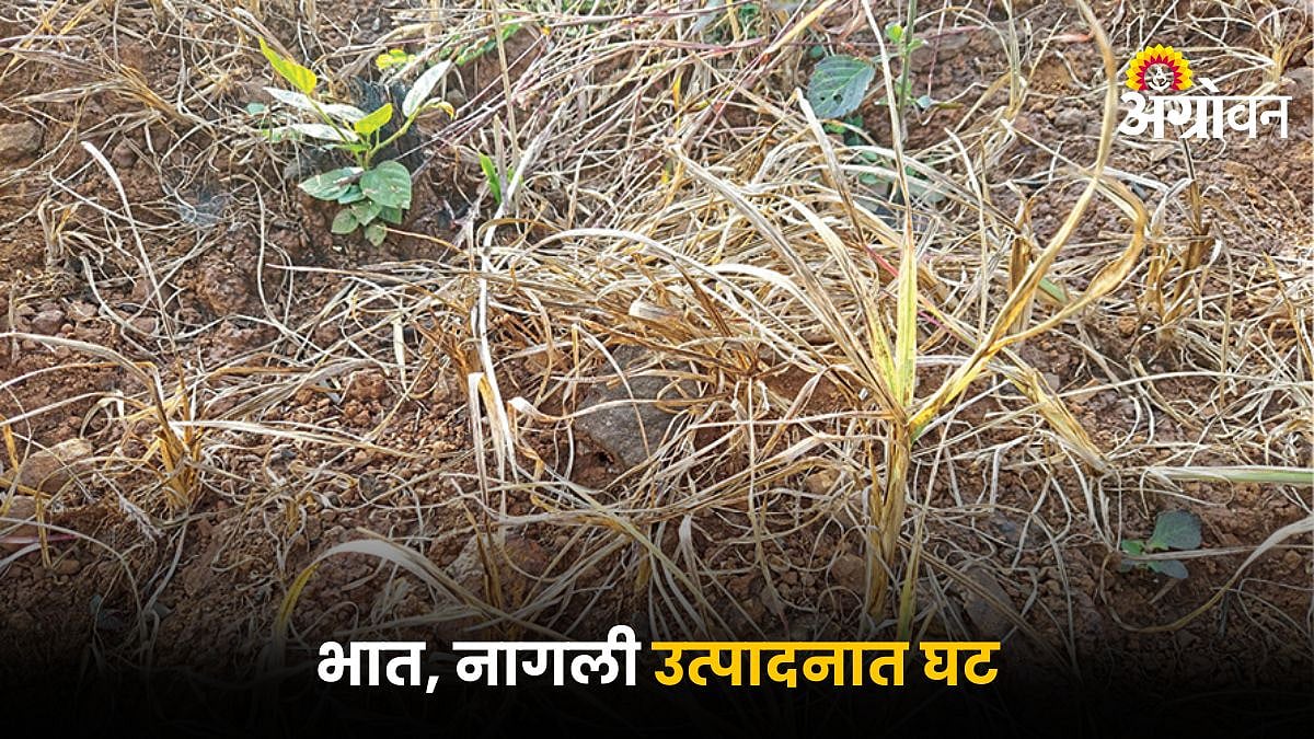 Agriculture Production | भात, नागली उत्पादनात घट | Decline in Rice and ...