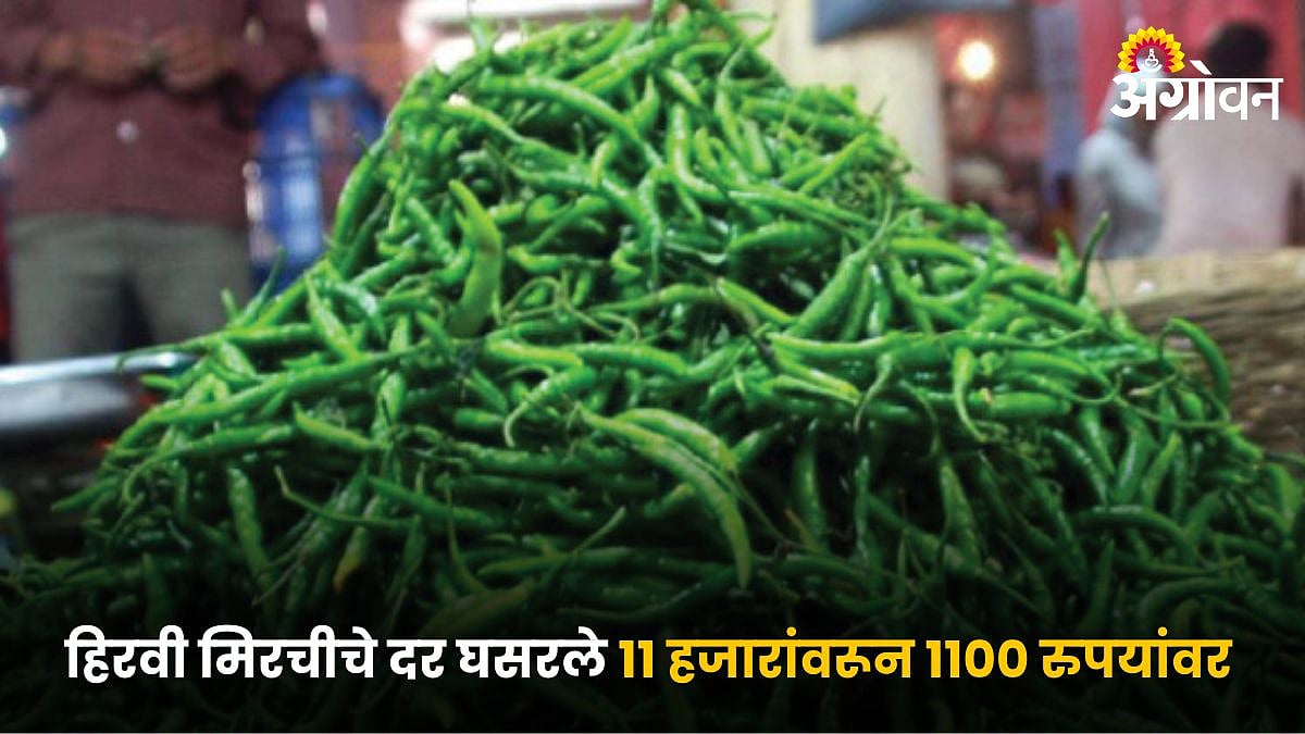Green Chili Price Drop | हिरवी मिरचीचे दर घसरले ११ हजारांवरून ११०० ...