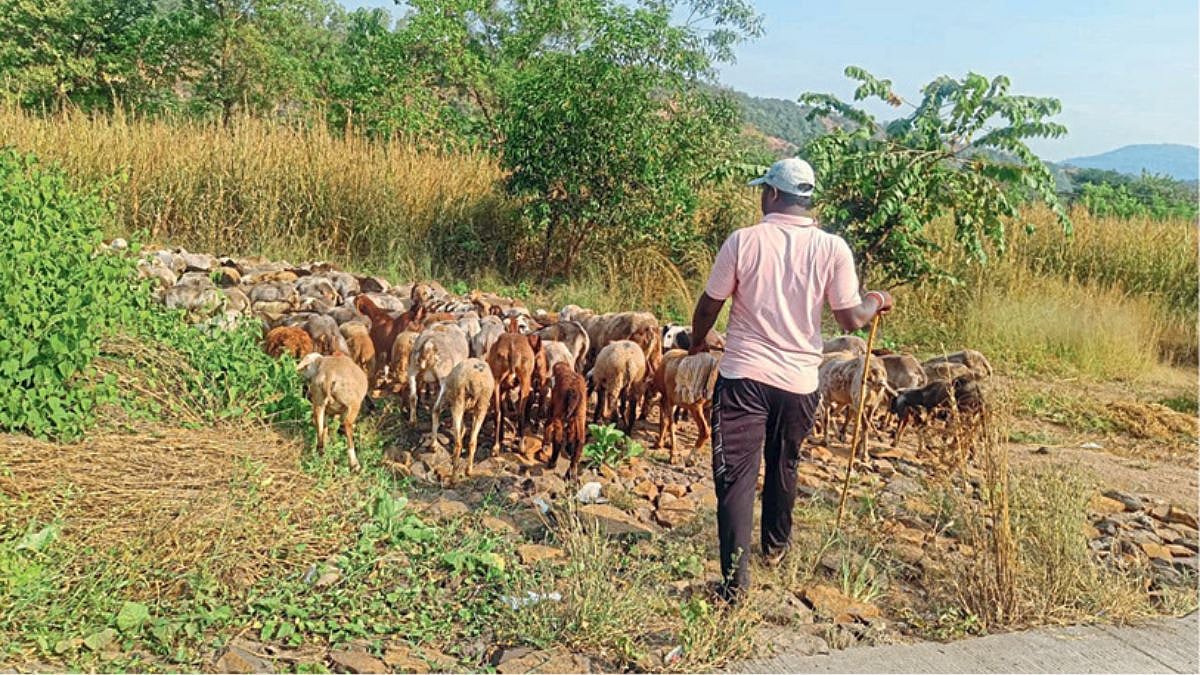 Sheep Rearing । माणगाव तालुक्यात मेंढपाळांचे आगमन । Arrival of ...