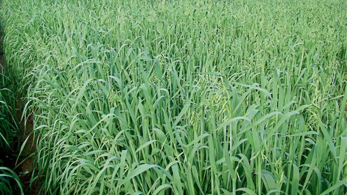 Fodder Crop Cultivation : पोषक चारा उत्पादनाचे नियोजन|Nutrient fodder ...