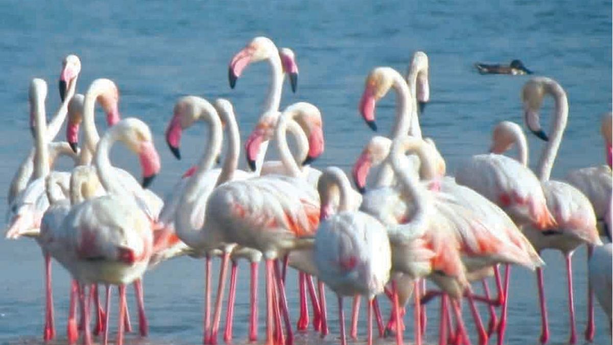 Flamingo Bird । उजनी जलाशयावर अवतरले फ्लेमिंगो । Flamingos landed at ...