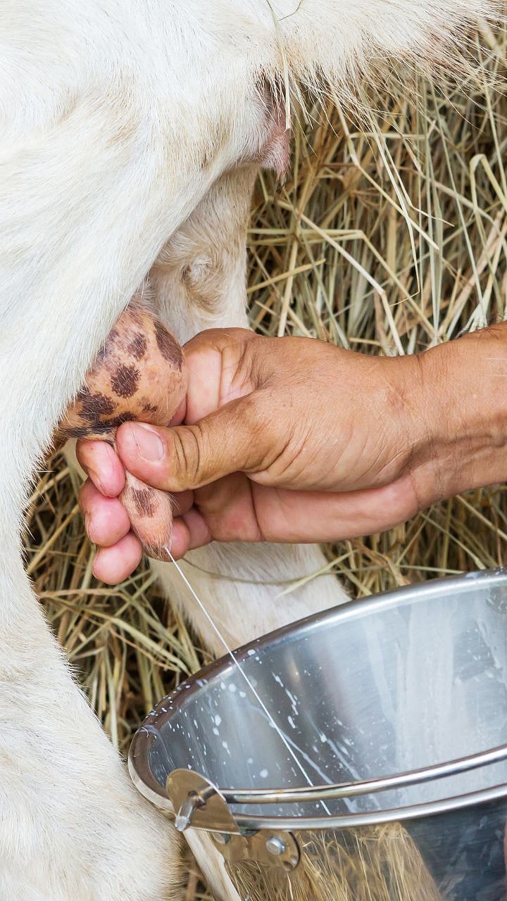 Goat Milk : कोणत्या घटकांमुळे शेळीचं दूध आहे आरोग्यदायी?|What factors ...