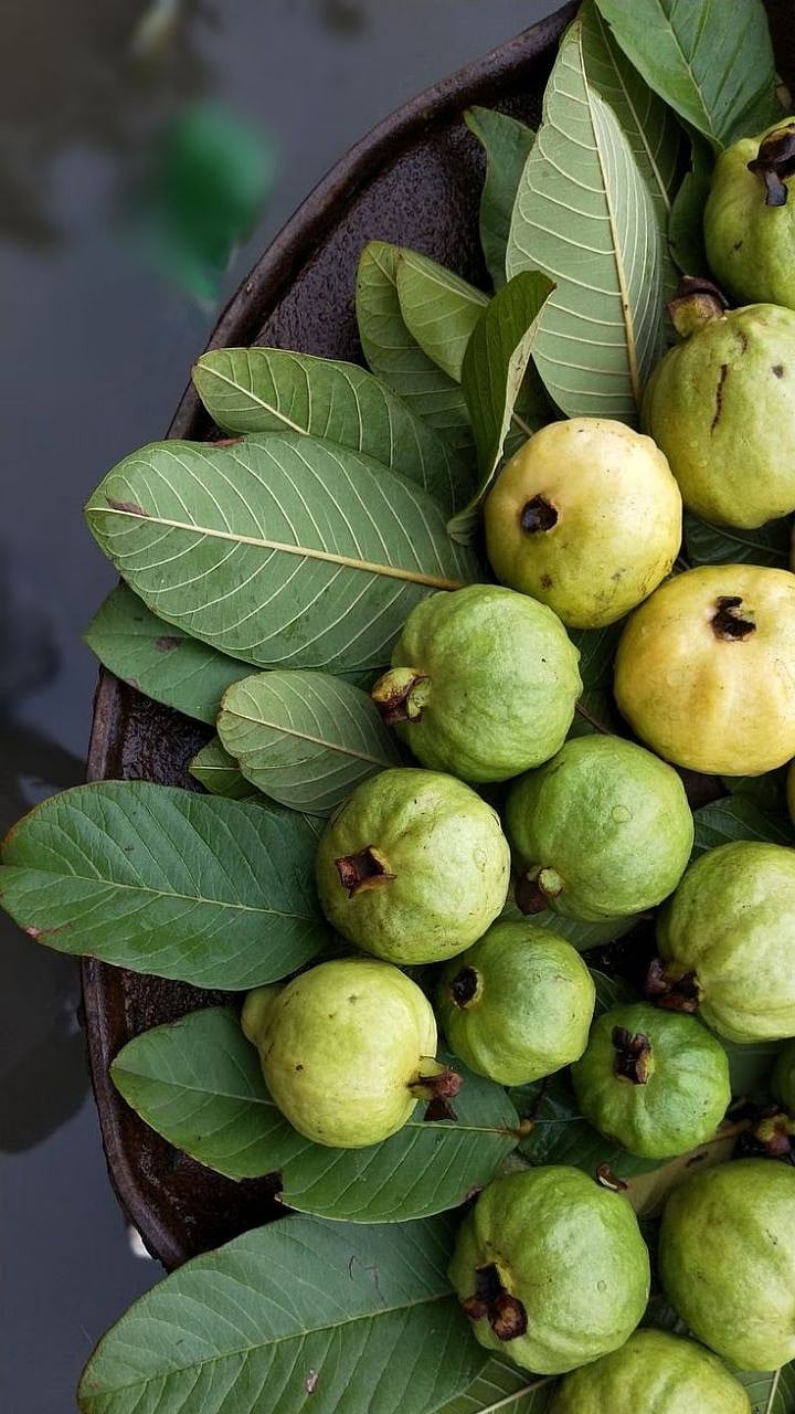 Guava Eating : 'हे' फळ थंडीत का खावे, ४ पटीने रोगप्रतिकार शक्ती वाढेल ...
