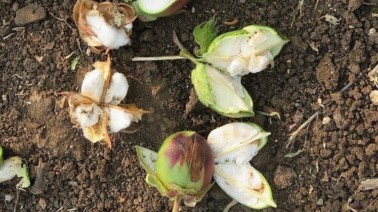 Cotton Ball Rot Disease । बोंड सड समस्येची कारणे, उपाययोजना । Cotton ...