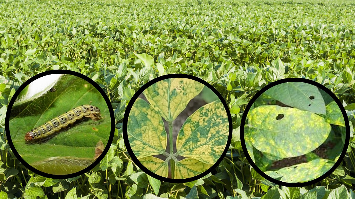 Soybean Machine | सोयाबीन पिकावरील किड-रोगांच्या नियंत्रणासाठी आलं ...
