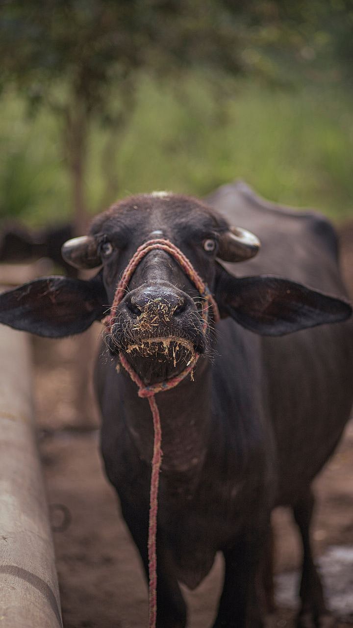 Buffalo Sellection : अशी करा दुधाळ म्हशीची निवड|How to Choose the Best ...