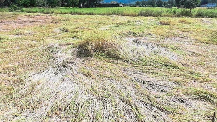 Crop Damage Compensation । पिकांच्या नुकसानभरपाईपोटी १२ कोटी ३९ लाखांचा ...