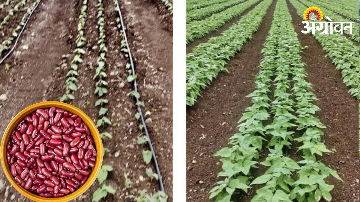Rajma Cultivation । कमी कालावधीत फायदेशीर राजमा पीक । Rajma is s ...