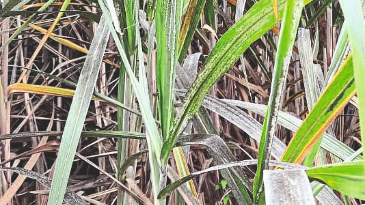 Sangli Sugarcane : उसावर लोकरी माव्याचे संकट, सांगली जिल्ह्यातील शेतकरी ...