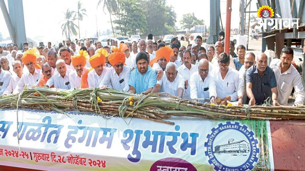 Sugarcane FRP । श्री दत्त कारखाना एकरकमी एफआरपी ३१४० रुपये देणार । Shri ...