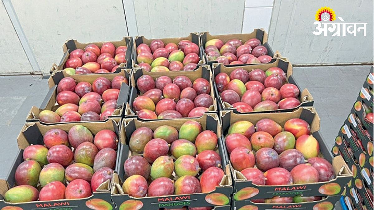 Exotic Mango । थंडीतही चाखा आंब्याची मधुर चव । Enjoy the sweet taste of ...