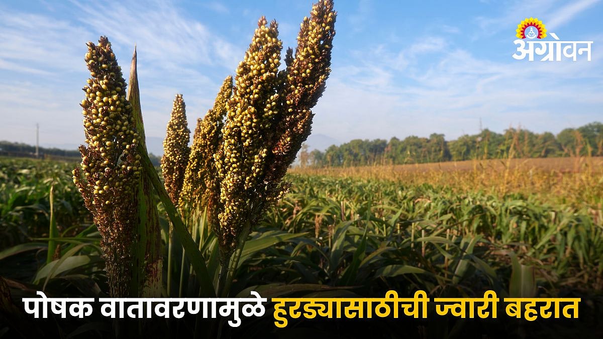 Jowar Farming | पोषक वातावरणामुळे हुरड्यासाठीची ज्वारी बहरात ...