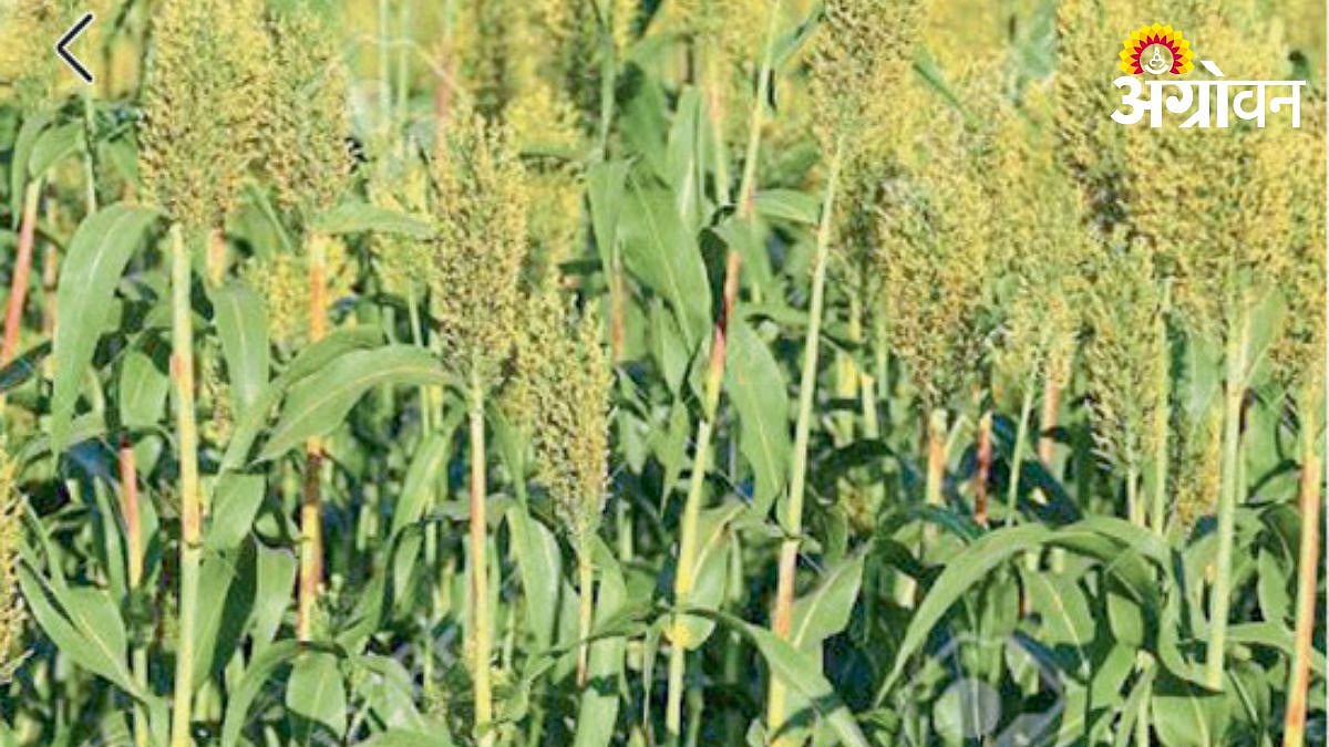 Jowar Crop । हुरड्यासाठीची ज्वारी बहरात । Jowar for hurda is blooming