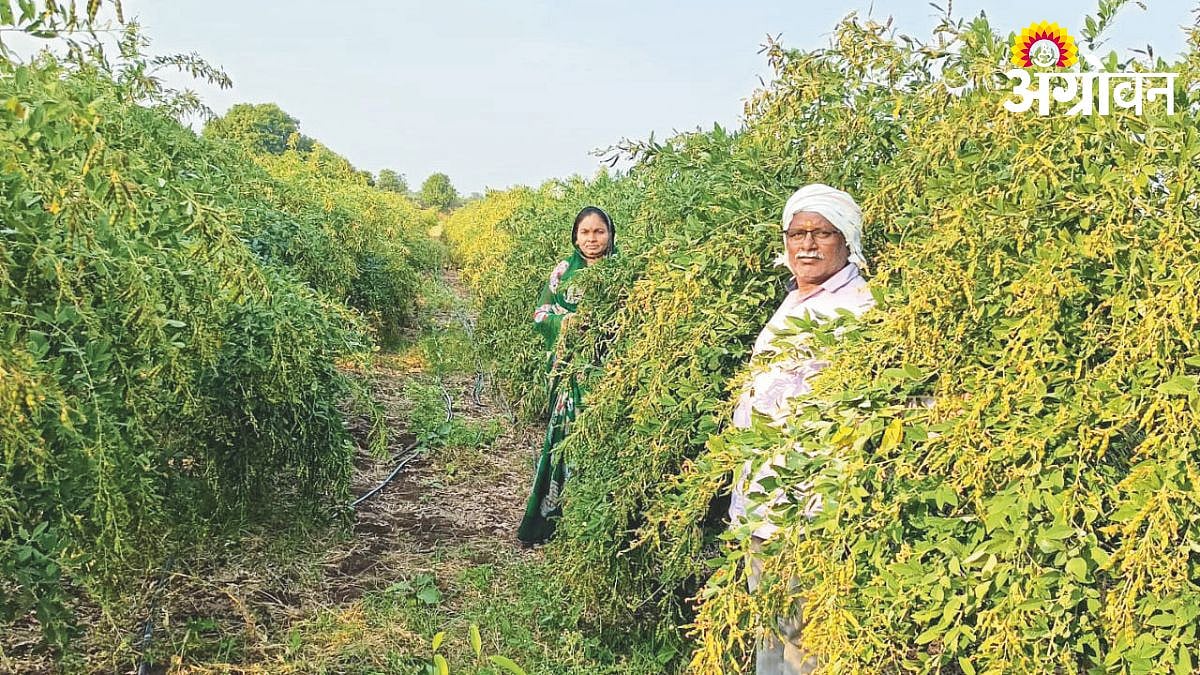 Tur Cultivation । सुस्थितीतील तूर पिकाकडून आशा उंचावल्या । Farmers ...