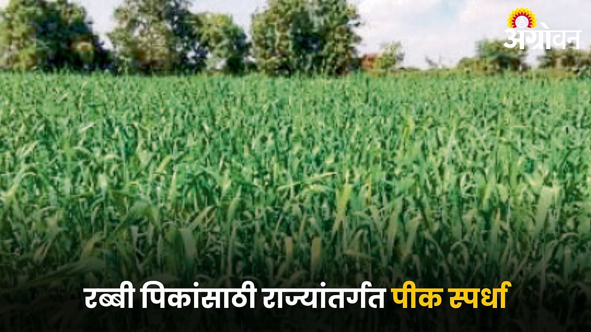 Rabi Crop Competition | रब्बी पिकांसाठी राज्यांतर्गत पीक स्पर्धा ...