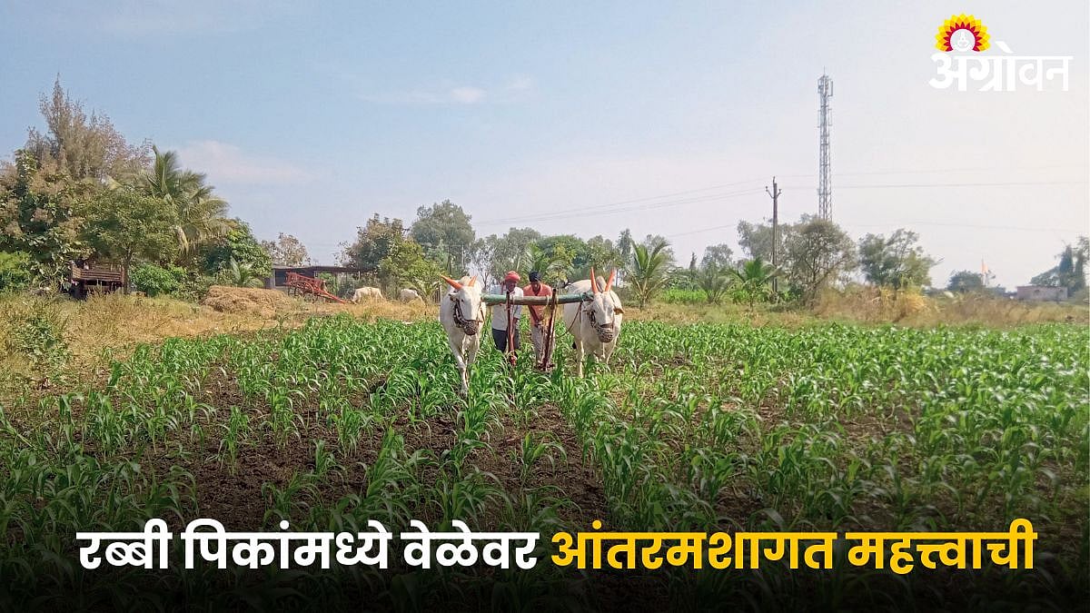 Agriculture Intercropping | रब्बी पिकांमध्ये वेळेवर आंतरमशागत ...