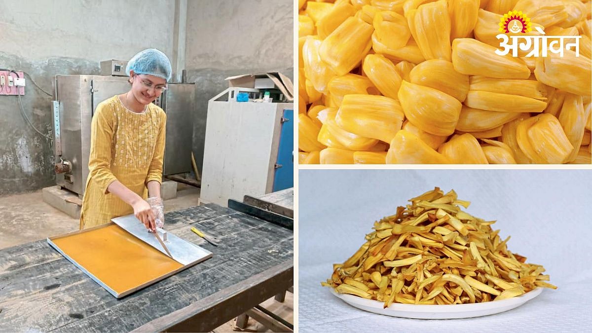 Jackfruit Processing । नव्या पिढीने जोपासला फणस प्रक्रिया उद्योगाचा ...