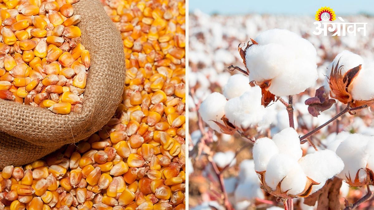 Agriculture Commodity Market । कापूस, मका, तूर, हरभऱ्याच्या किमतींत घट ...