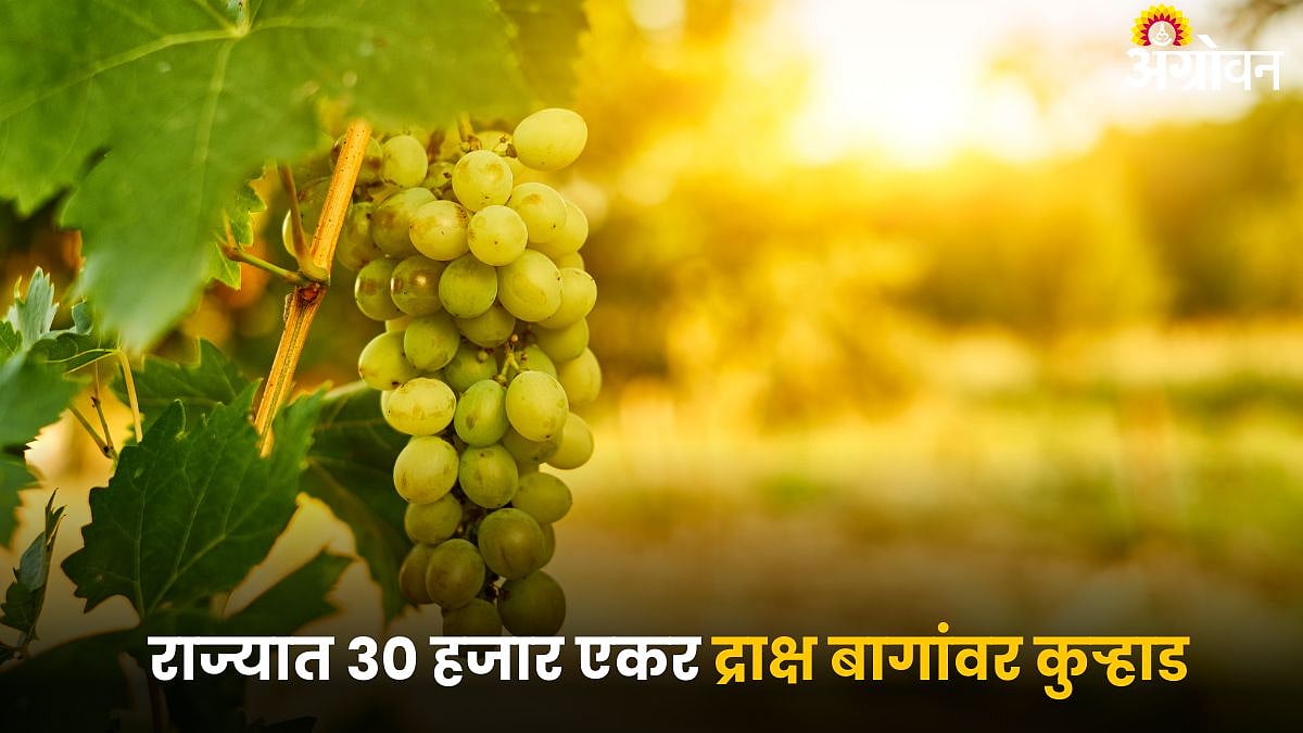 Grape Farming Crisis : राज्यात ३० हजार एकर द्राक्ष बागांवर कुऱ्हाड | 30 ...