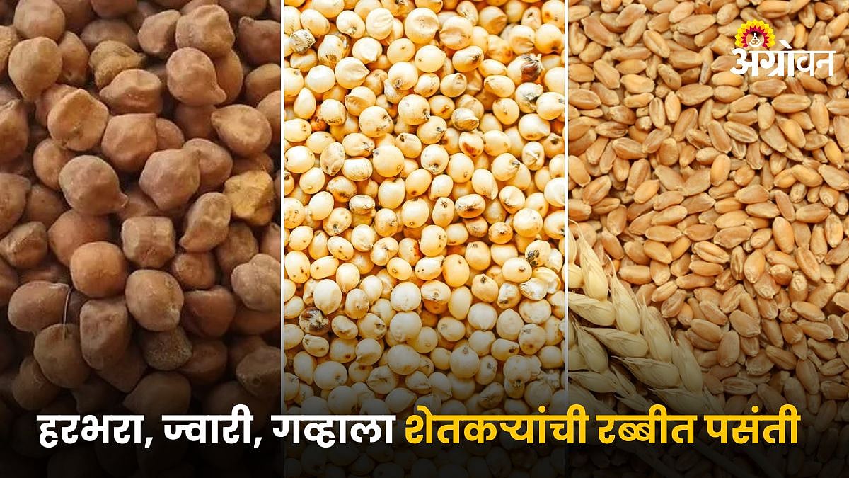 Chana Jowar Sowing | हरभरा, ज्वारी, गव्हाला शेतकऱ्यांची रब्बीत पसंती ...