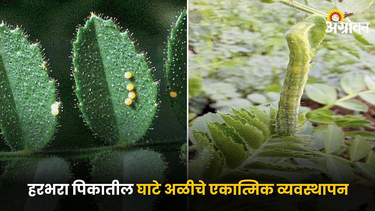 Chana Crop Management | हरभरा पिकातील घाटे अळीचे एकात्मिक व्यवस्थापन ...