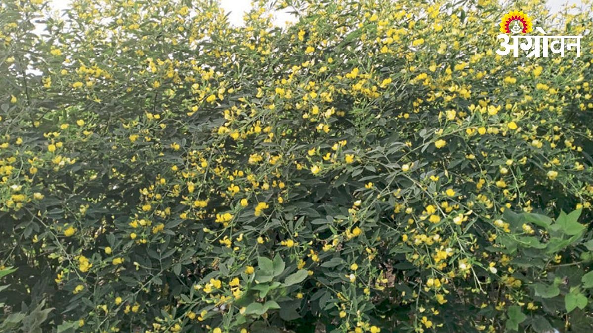 Tur Cultivation । कारंजा तालुक्यात शेंगा परिपक्व होण्यापूर्वीच तुरीवर ...