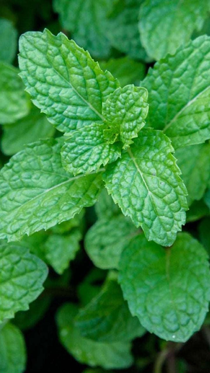 Mint Leaves Benefits : रात्रभर पाण्यात भिजवून 'हे' पाणी प्या मिळतील ...