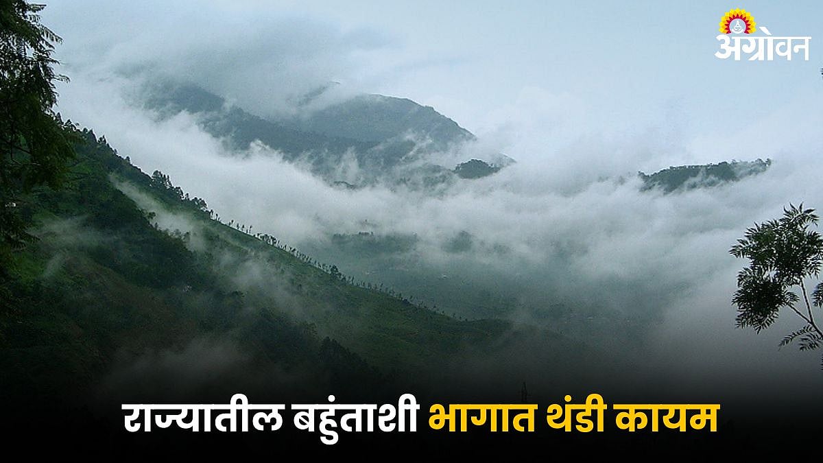 Cold weather in Maharashtra: राज्यातील बहुंताशी भागात थंडी कायम; काही ...