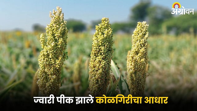 Jowar Farming | ज्वारी पीक झाले कोळगिरीचा आधार | Sorghum Harvest ...
