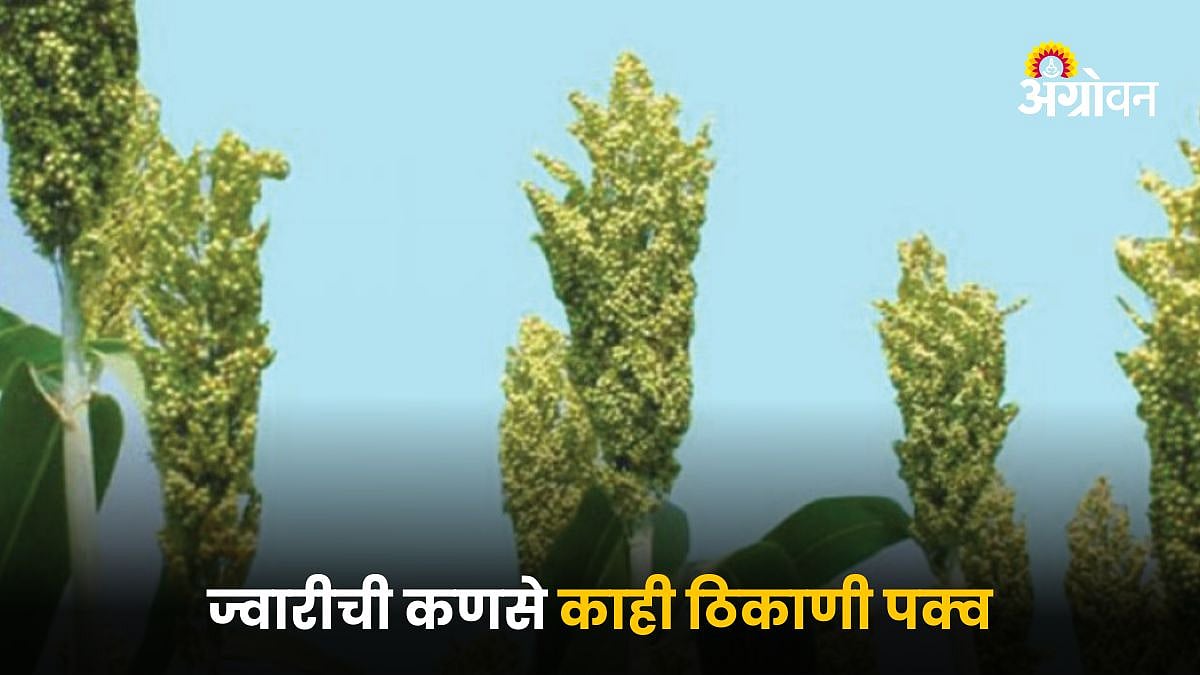 Jowar Crop | ज्वारीची कणसे काही ठिकाणी पक्व | Jowar Crop Ready for ...