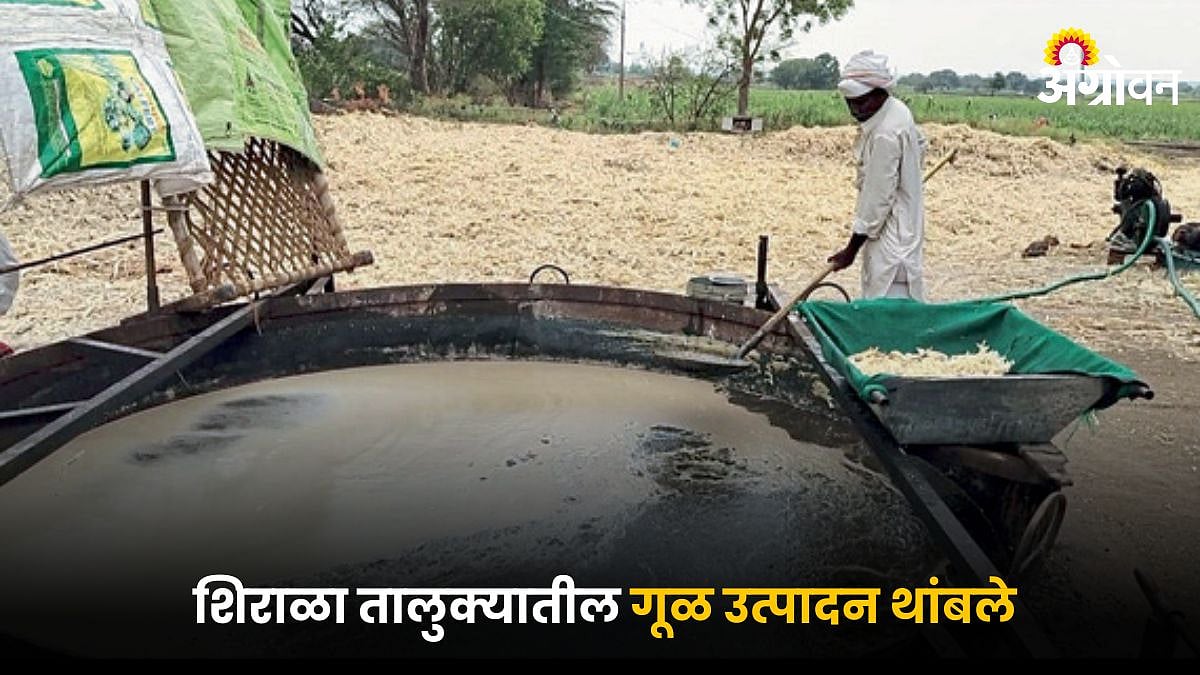 Jaggery Production | शिराळा तालुक्यातील गूळ उत्पादन थांबले | Shirala ...