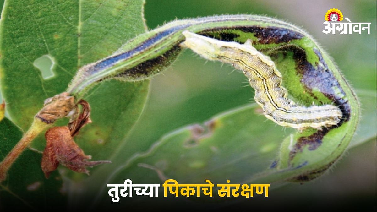 Tur Crop Protection | तुरीच्या पिकाचे संरक्षण: किडींचा प्रादुर्भाव ...