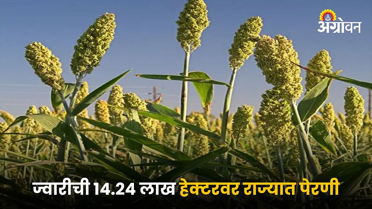 Jowar Sowing | ज्वारीची १४.२४ लाख हेक्टरवर राज्यात पेरणी | Maharashtra ...