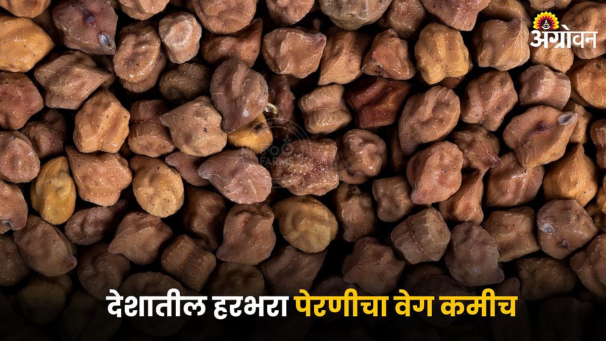 Chana Sowing | देशातील हरभरा पेरणीचा वेग कमीच; लागवडीची आघाडी ...
