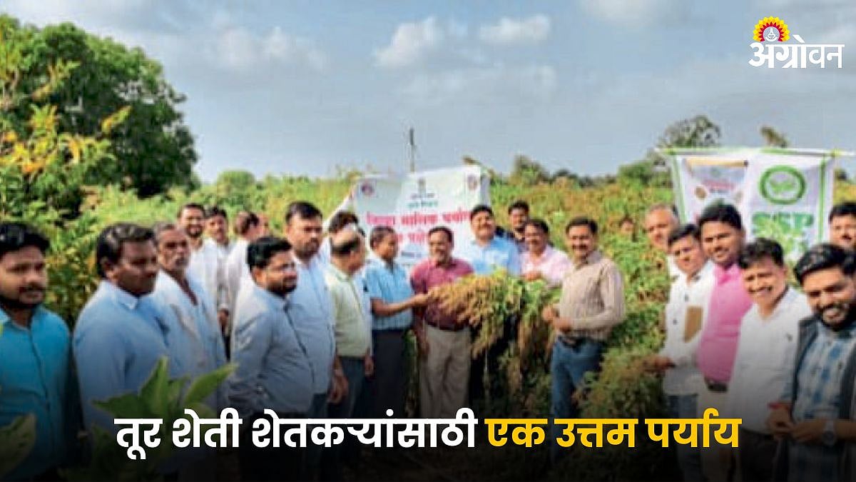 Tur Farming | तूर शेती शेतकऱ्यांसाठी एक उत्तम पर्याय | Turmeric farming ...