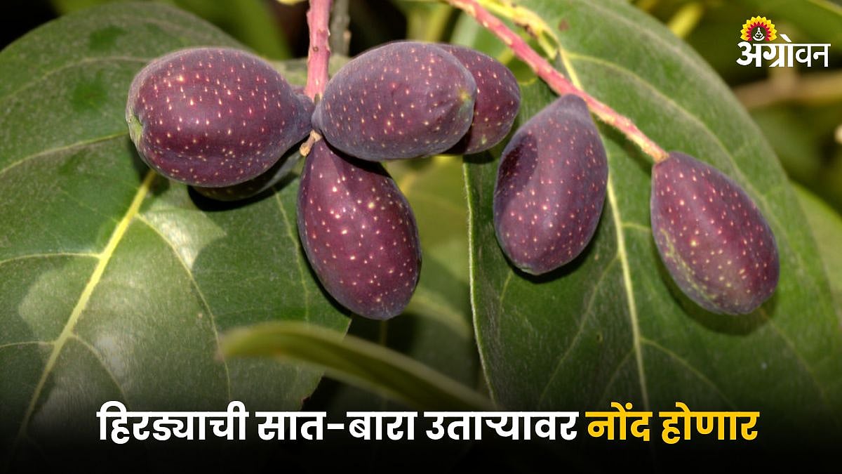 Hirda Registration | हिरड्याची सात-बारा उताऱ्यावर नोंद होणार ...