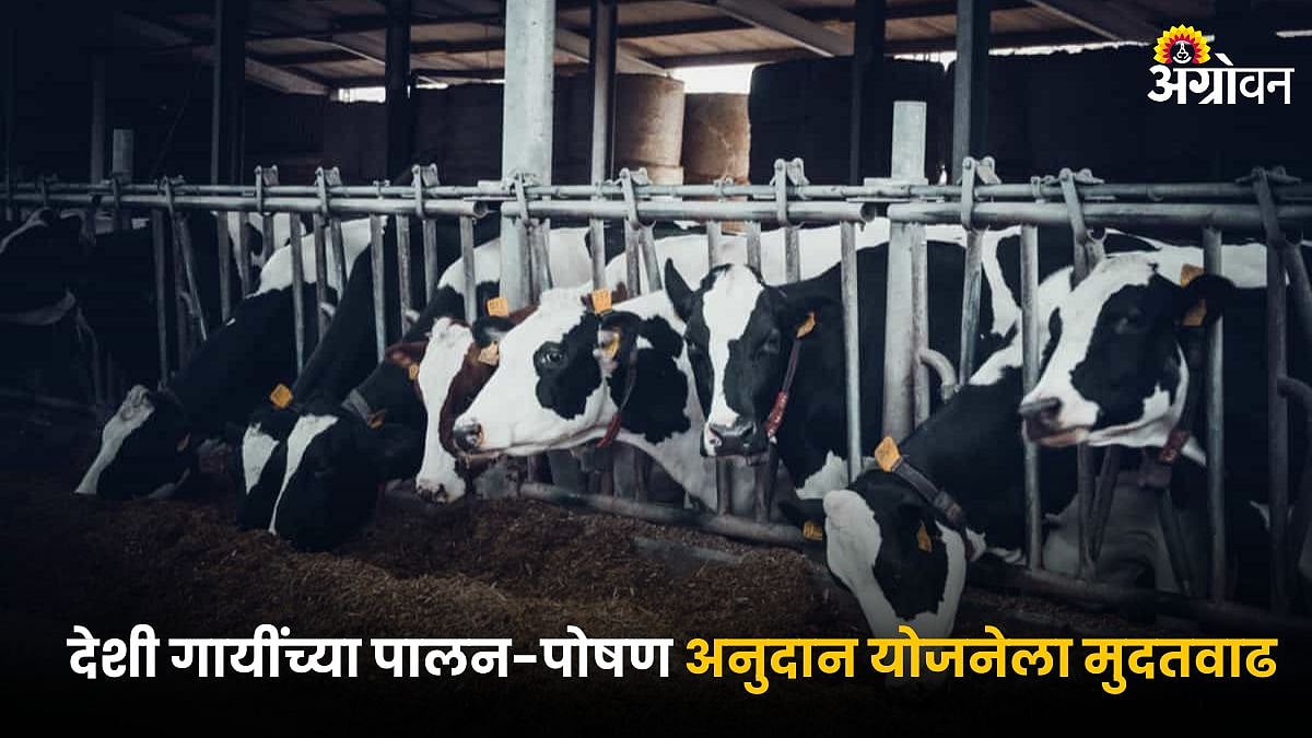 Cow Rearing Subsidy | देशी गायींच्या पालन-पोषण अनुदान योजनेला मुदतवाढ ...