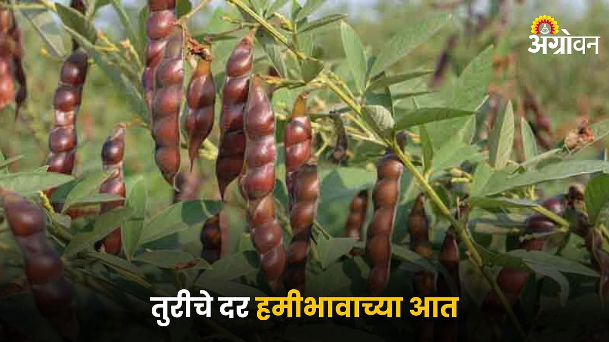 Tur Rate | तुरीचे दर हमीभावाच्या आत | Tur Prices Remain Within MSP