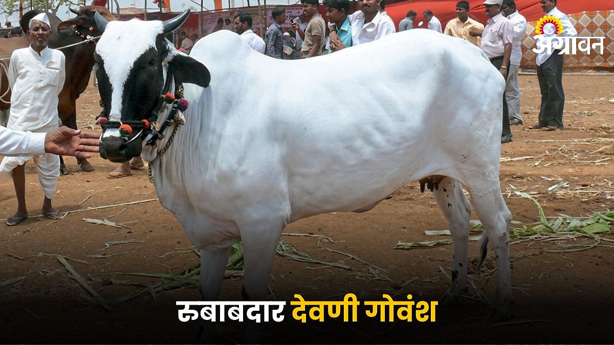 Devni Cattle | रुबाबदार देवणी गोवंश | Majestic Devni Cattle: A Model ...