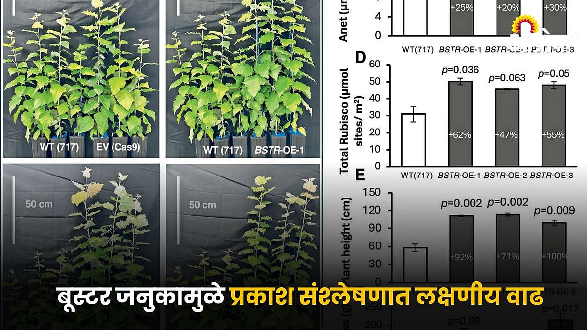 Agriculture Technology | बूस्टर जनुकामुळे प्रकाश संश्‍लेषणात लक्षणीय ...